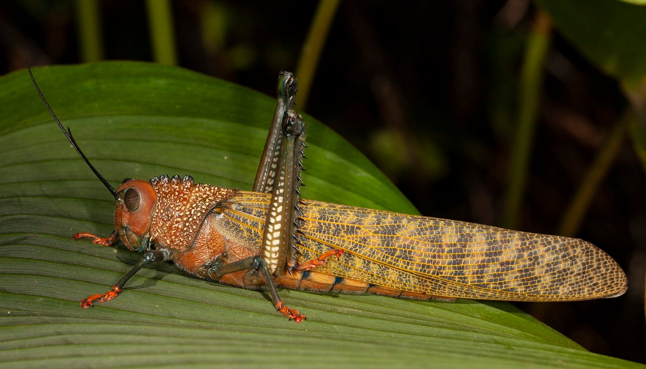 VIDEO: Un chapulín gigante da lección de cómo son los insectos en México
