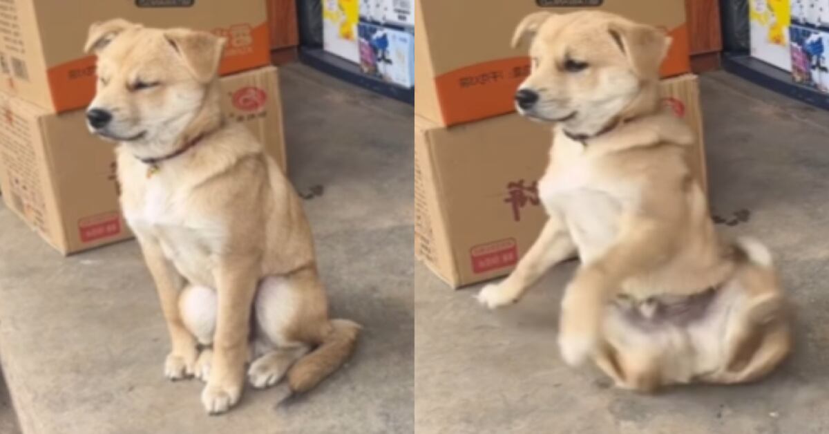 VIDEO: Perrito no soportó que ya sea viernes en la chamba y así lo cacharon