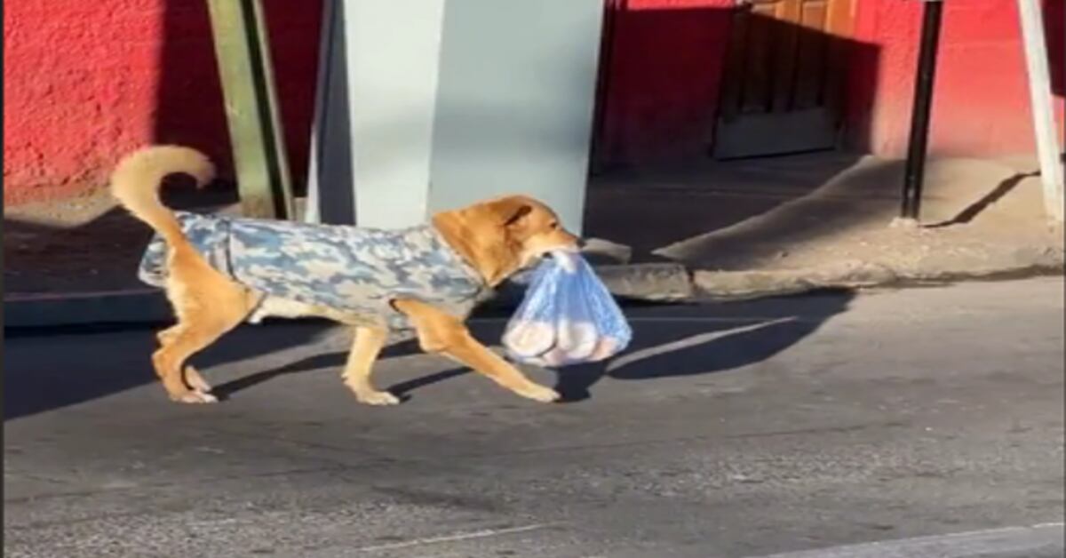 Perrito repartidor de pan se vuelve viral (VIDEO)