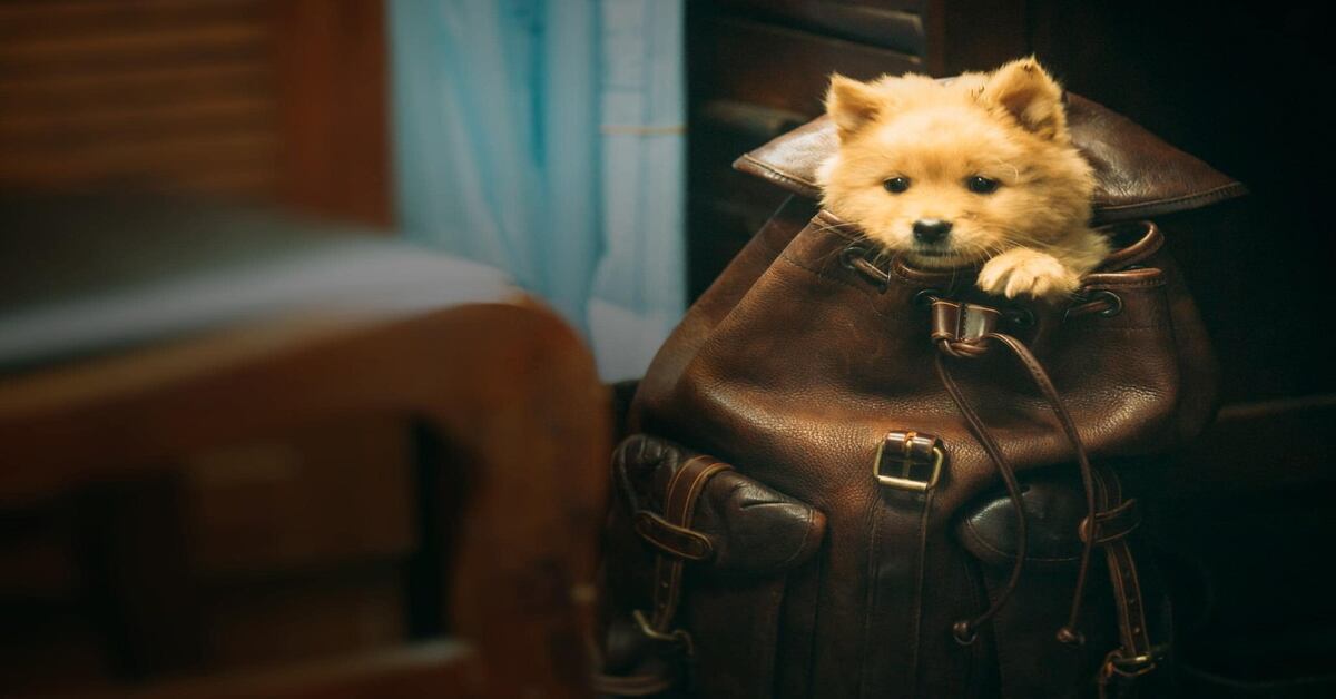 ¿Cuándo se estrena Hachiko 2? Siempre a tu lado ya tiene fecha de ...