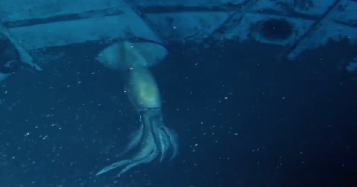 Captan calamar gigante en las profundidades del Mar Rojo