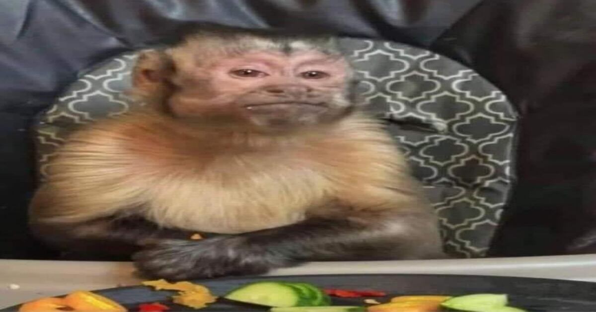 ¿De dónde salió el meme del mono y la comida?