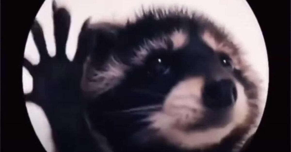 Mapache “Pedro, Pedro”: Origen y canción tras el video viral de TikTok