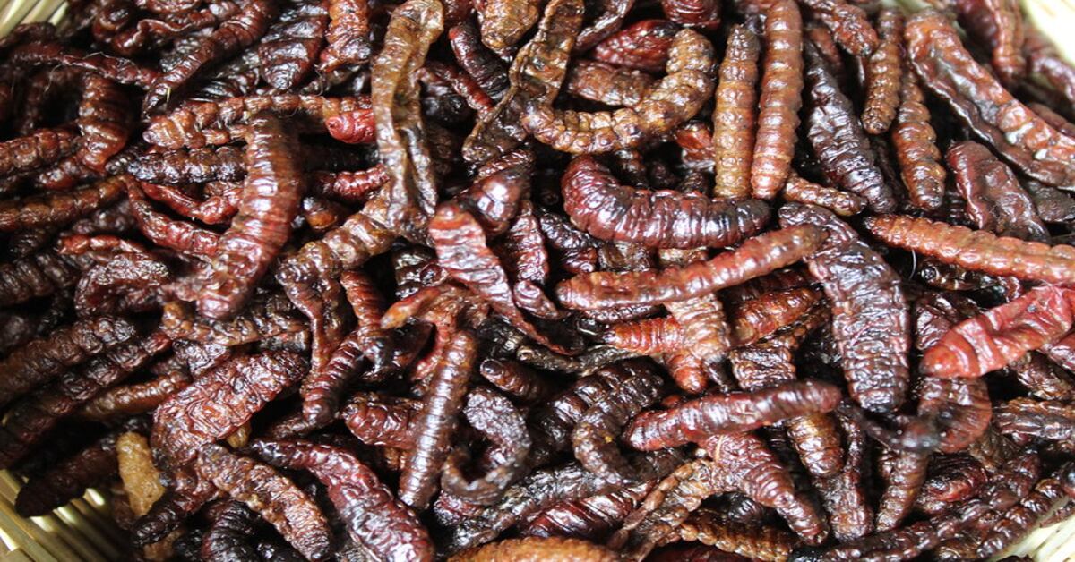 6 insectos que se comen en México por su increíble valor nutricional