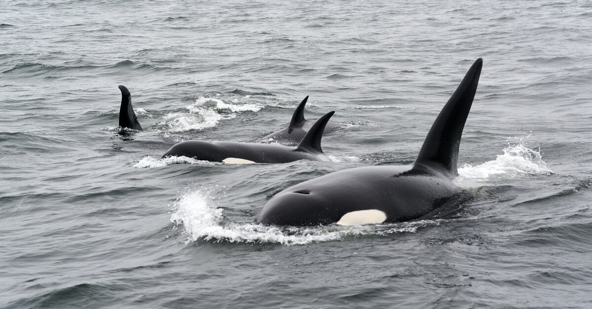 ¿Son peligrosas? Las orcas que voltean barcos despiertan el terror de ...