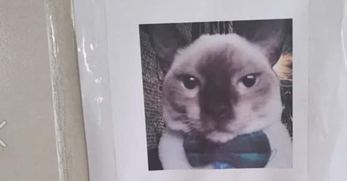 Buscan A Gato Que Se Perdió Por Baboso” Se Fue Para Tener Sexo Dicen